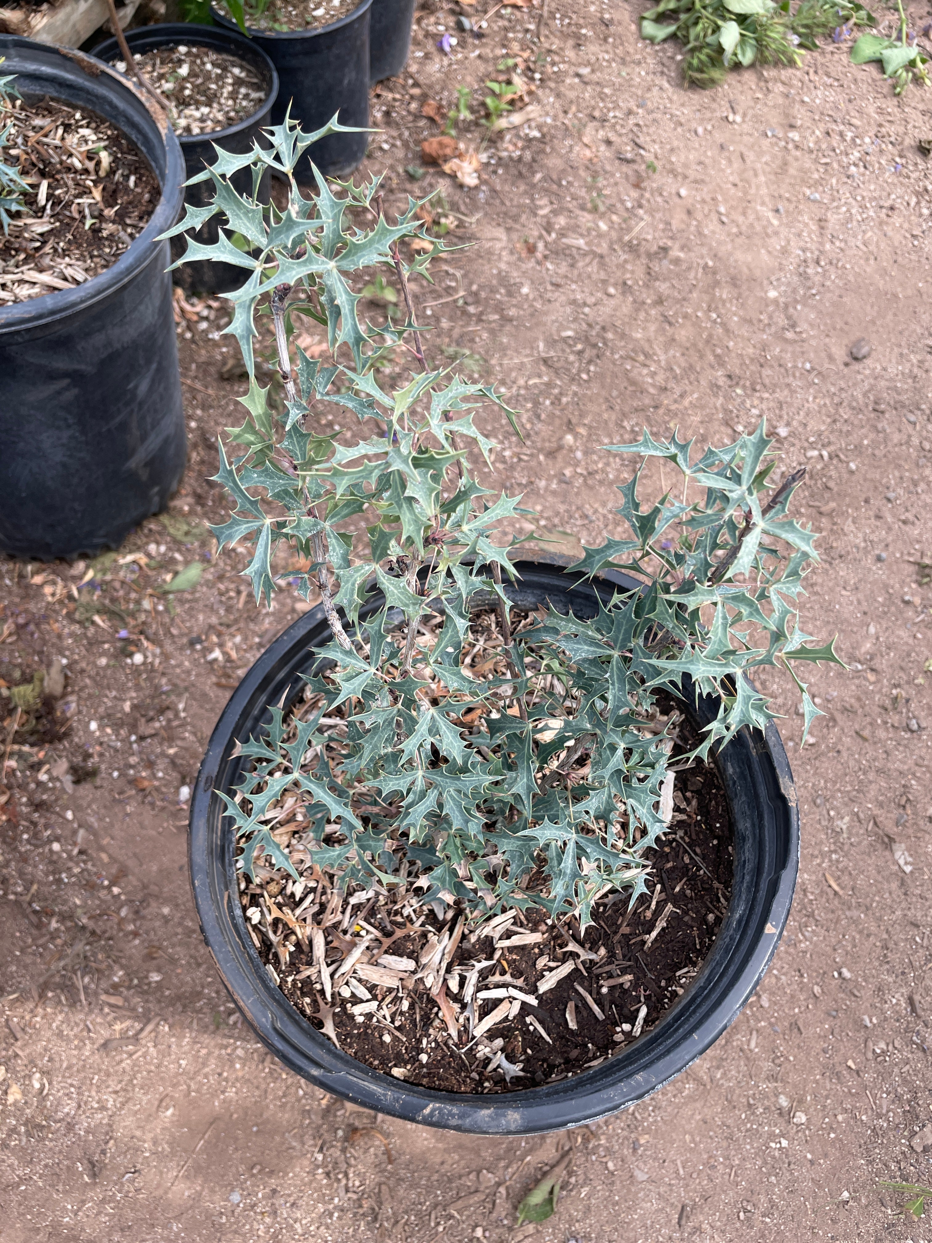 Berberis trifoliolata (Algerita) - 5 gallon | Spadefoot Nursery