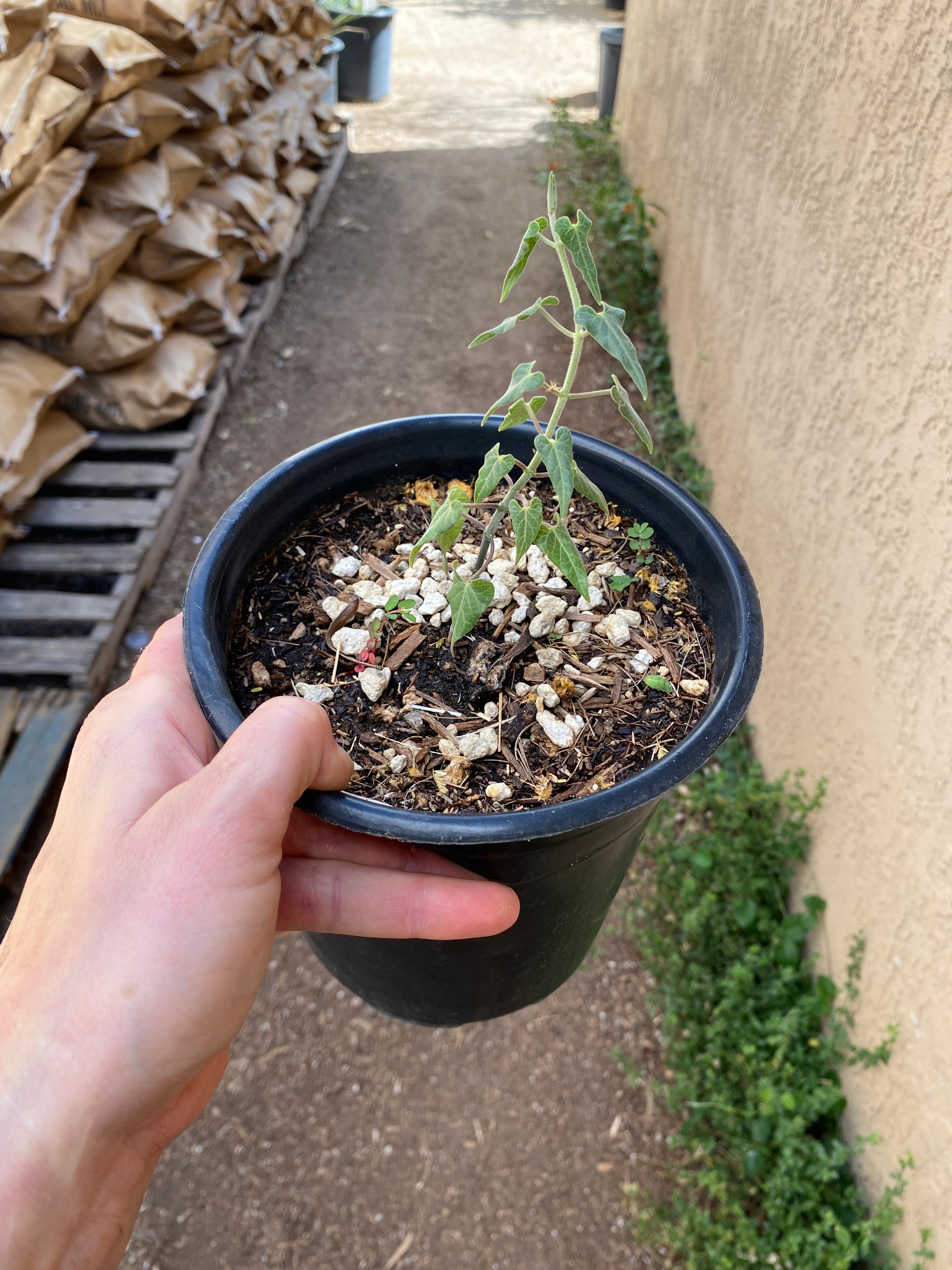 Matelea tristiflora (Talayote) - 1 gallon | Spadefoot Nursery
