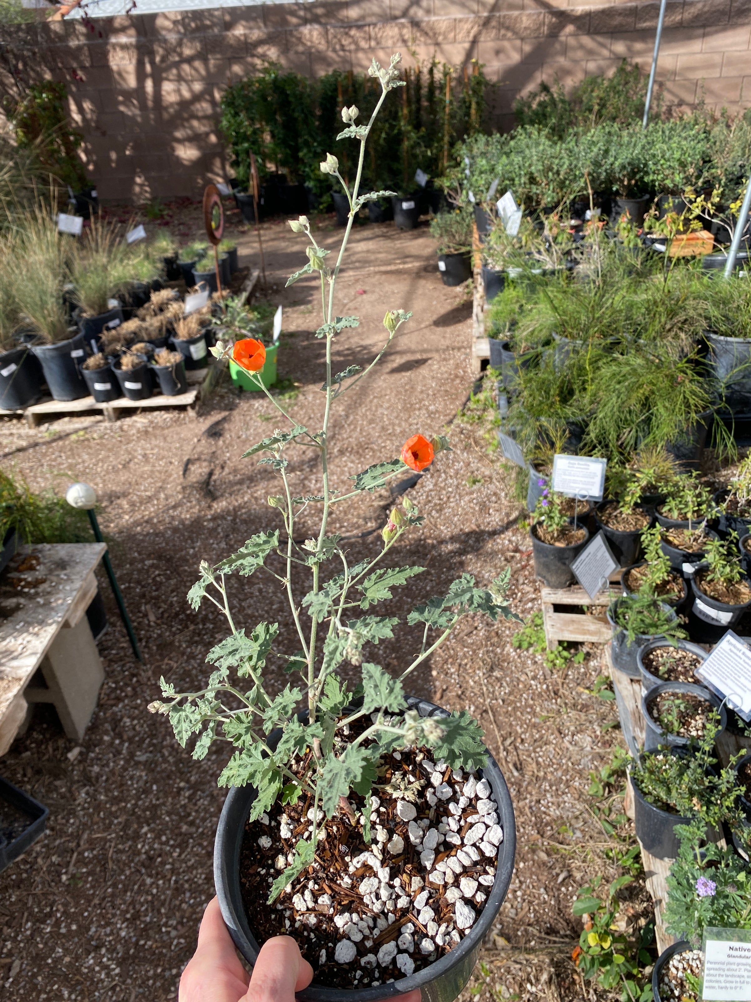 Sphaeralcea laxa (Caliche globemallow) - 1 gallon | Spadefoot Nursery