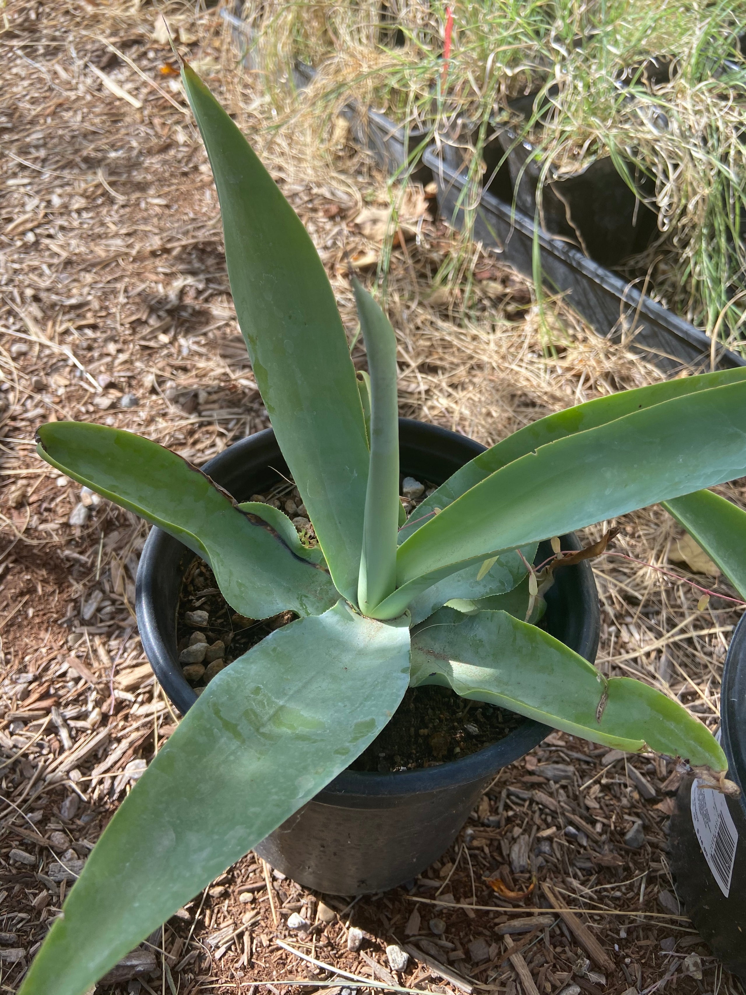 Agave vilmoriniana (Octopus Agave) - 1 gallon | Spadefoot Nursery