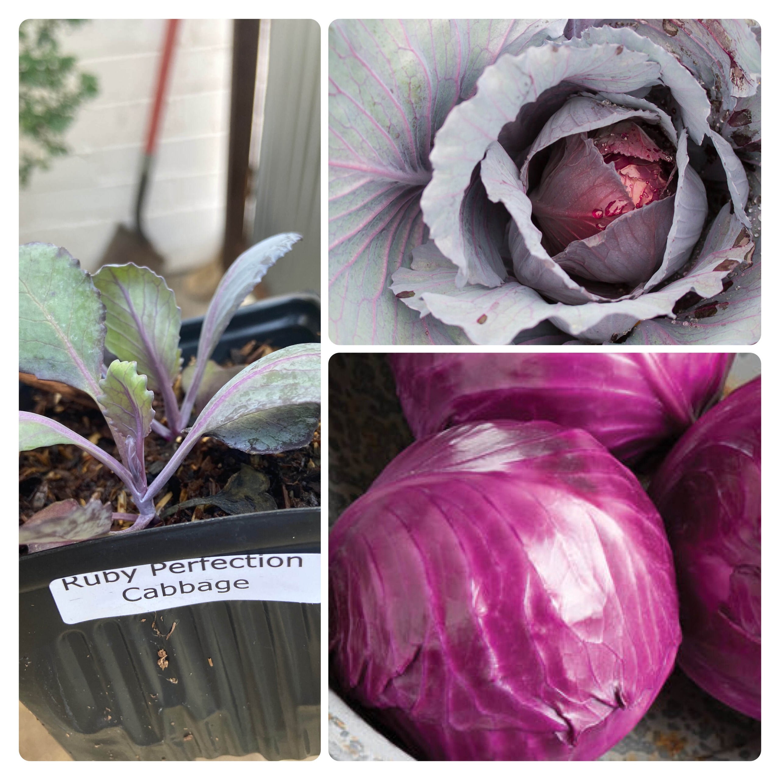 Cabbage - Ruby Perfection | Spadefoot Nursery