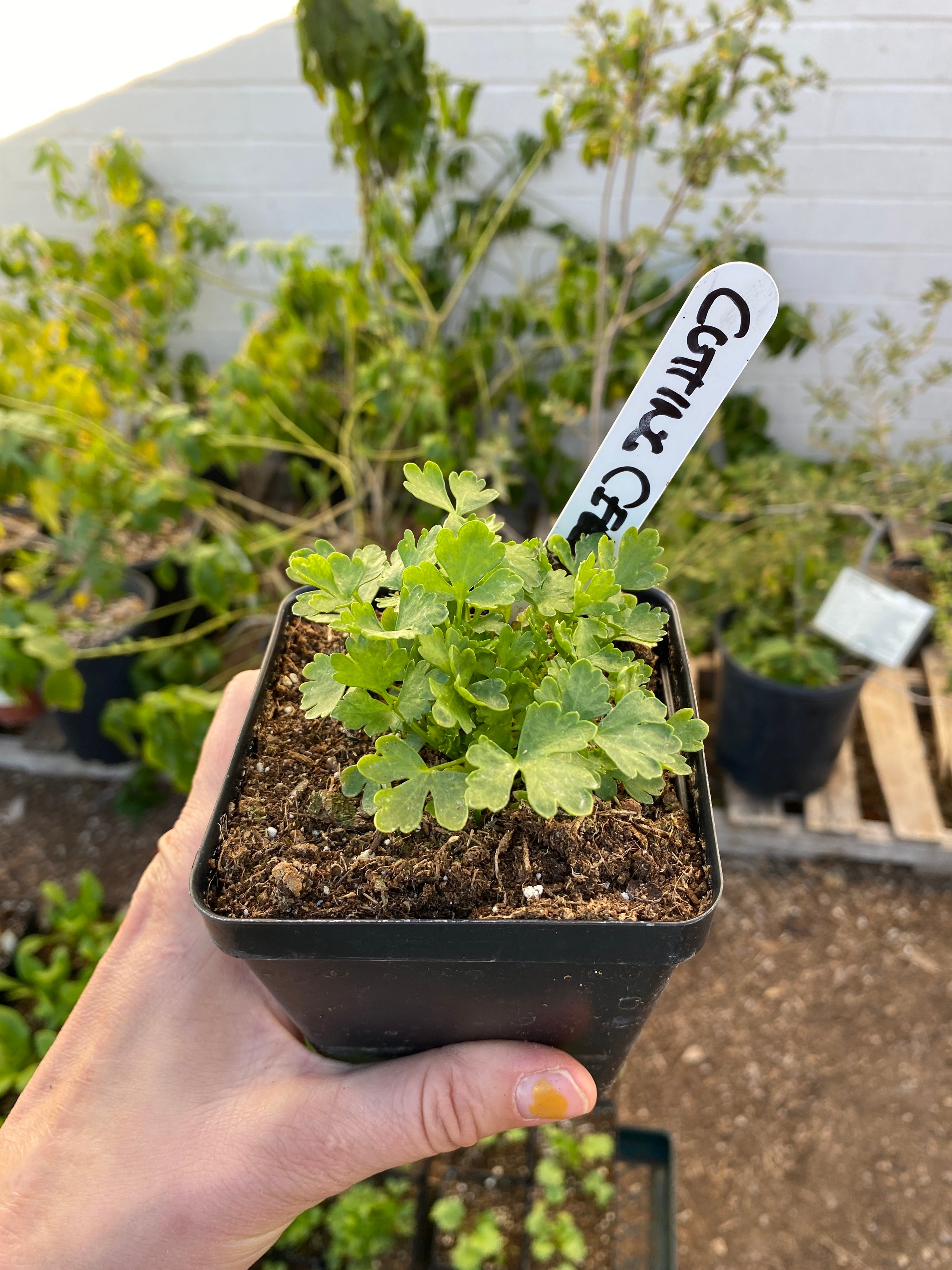 Kintsai, Chinese Celery | Spadefoot Nursery