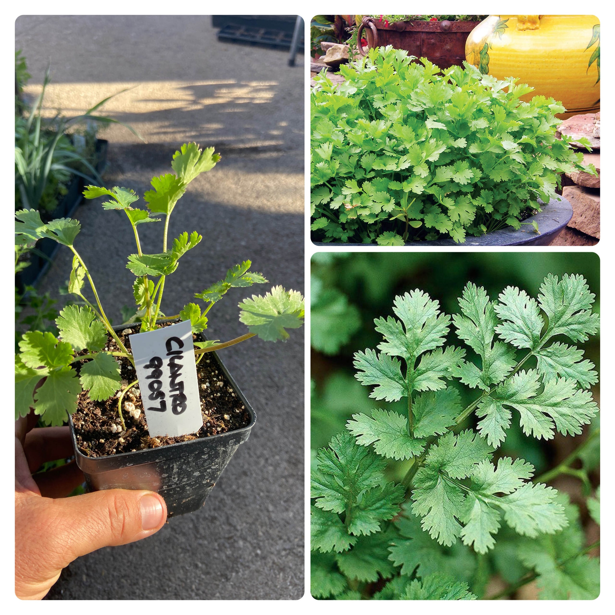 Cilantro - Dwarf Selection 99057 | Spadefoot Nursery
