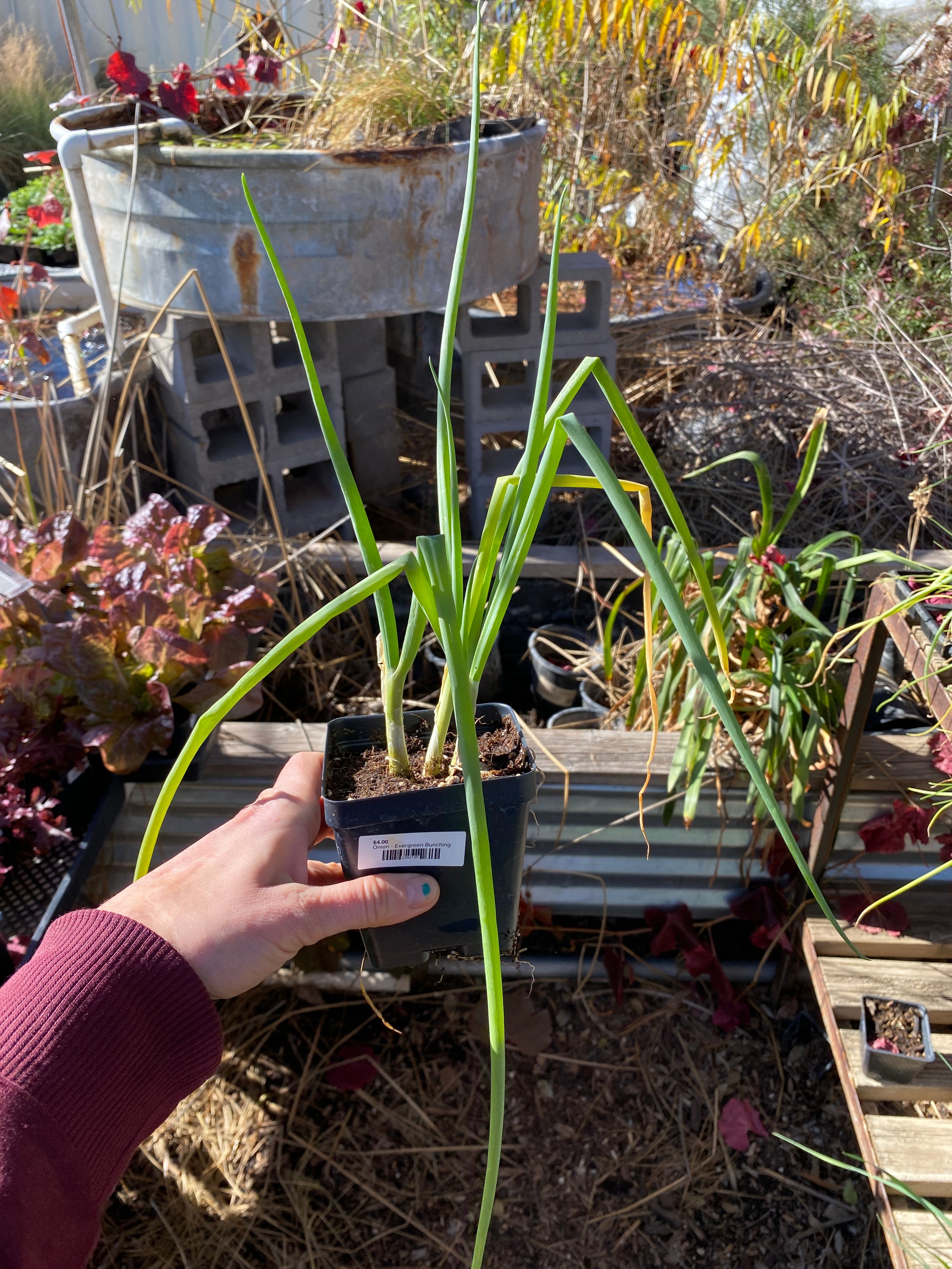Scallion - Evergreen Bunching Onion | Spadefoot Nursery