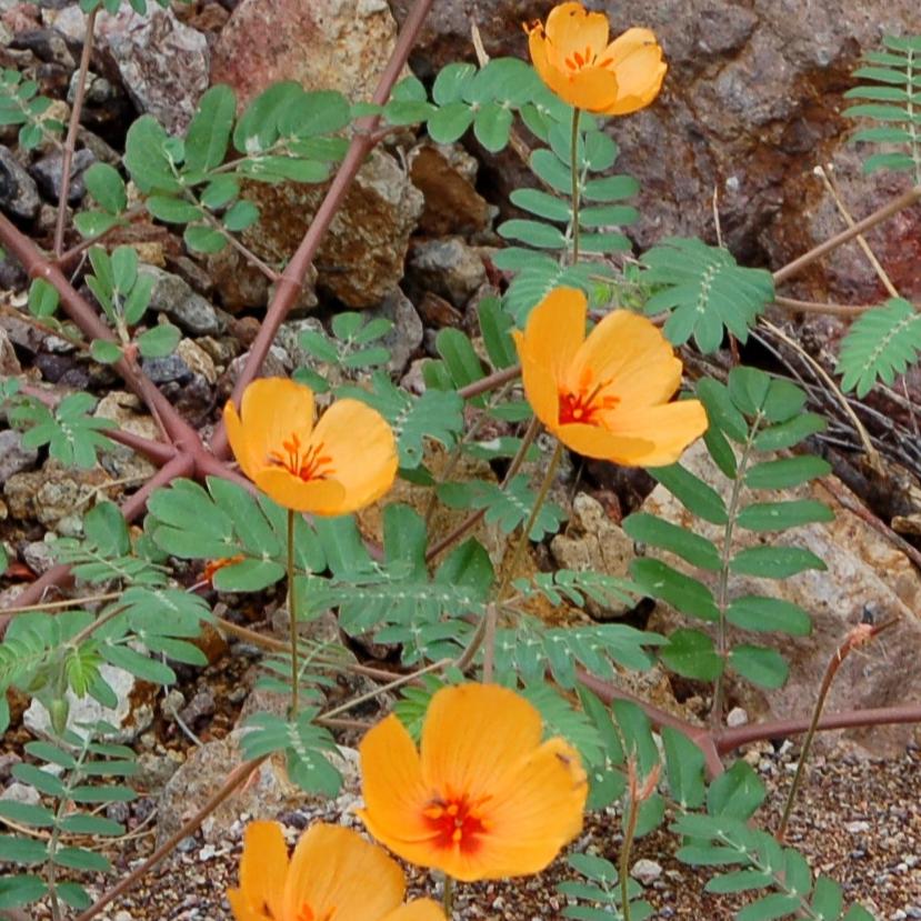 Arizona Summer Poppy-Caltrops Seed (Kallstroemia grandiflora ...