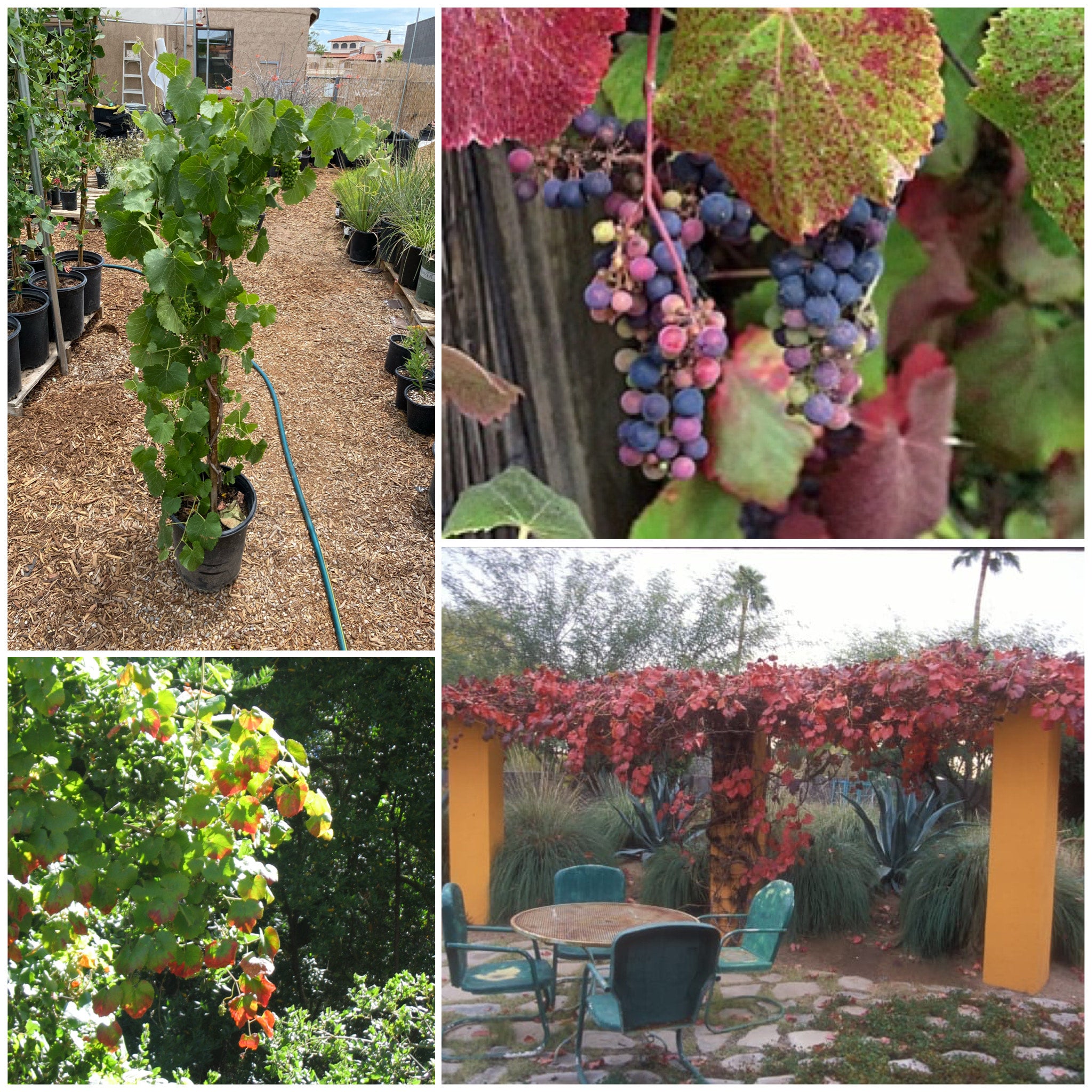 Vitis californica 'Roger's Red' (Roger's Red Grape) - 5 gallon ...