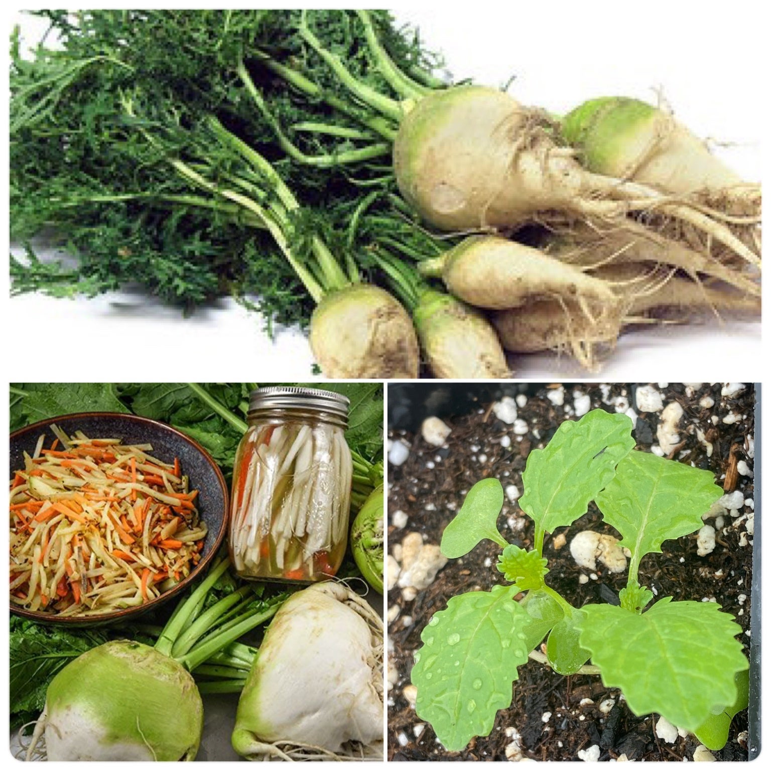 Chinese Bald Head Mustard | Spadefoot Nursery