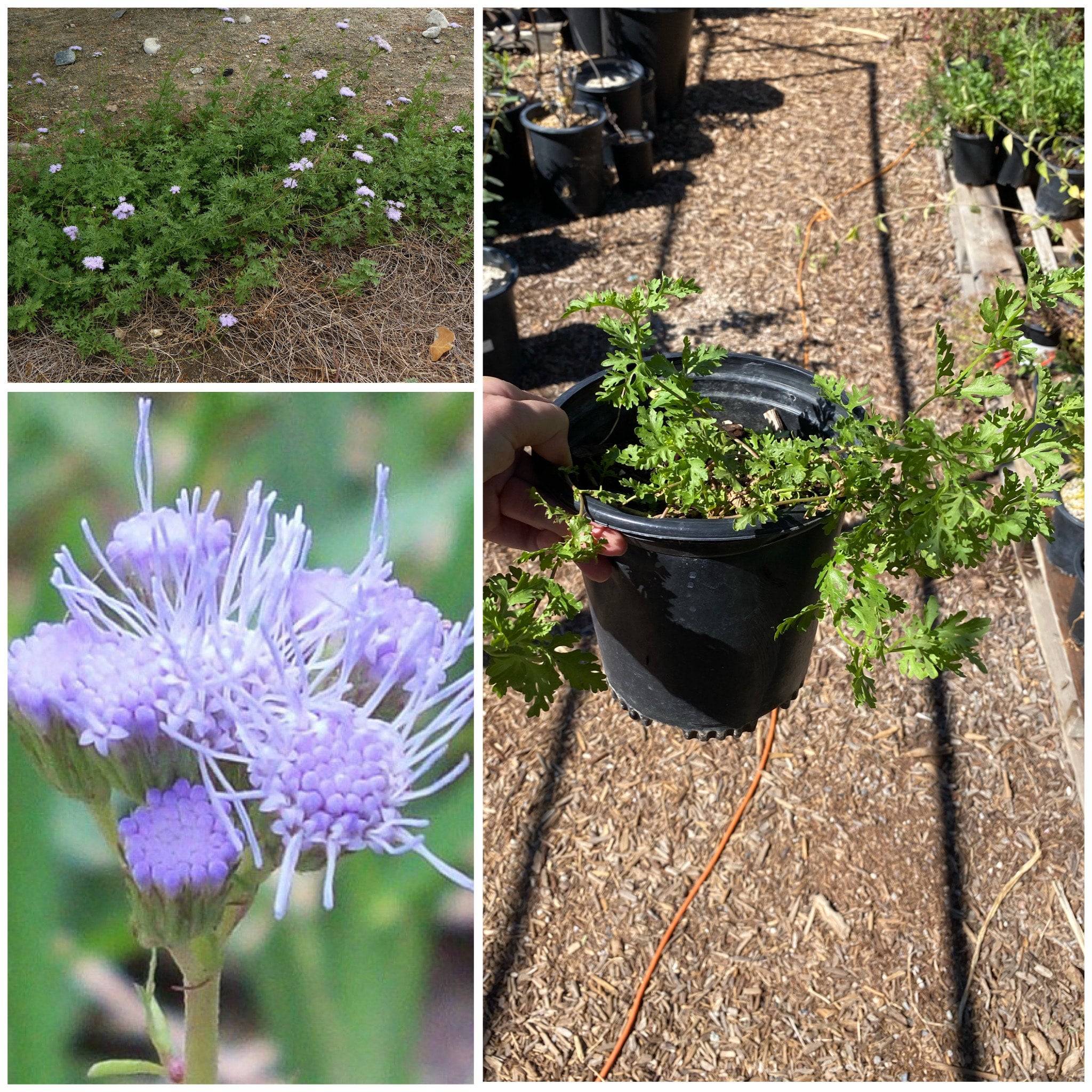 Shop all | Spadefoot Nursery