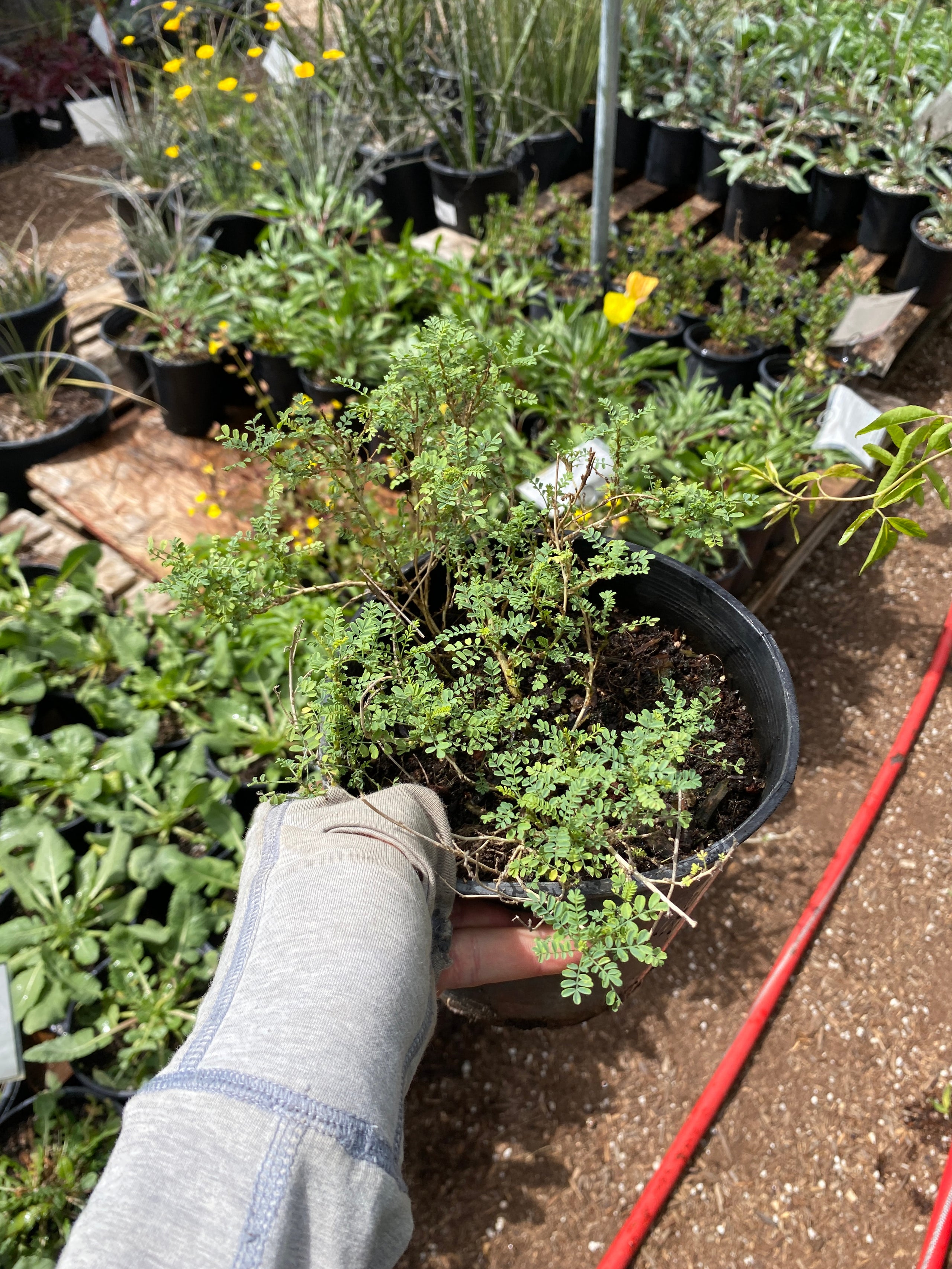Dalea capitata (Lemon Dalea) - 1 gallon | Spadefoot Nursery