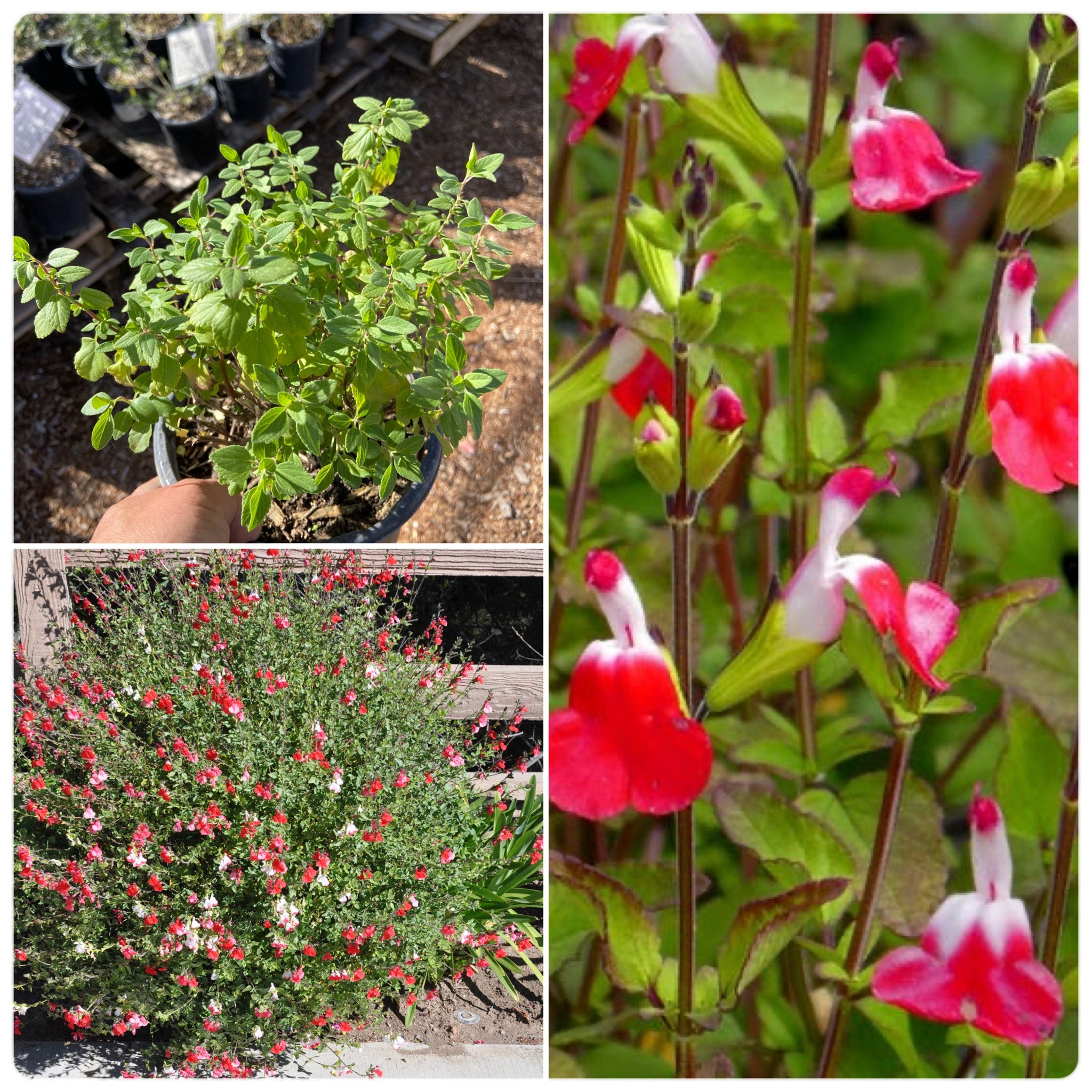 Salvia microphylla 'Hot Lips' (Hot Lips Littleleaf Sage) - 1 gallon ...