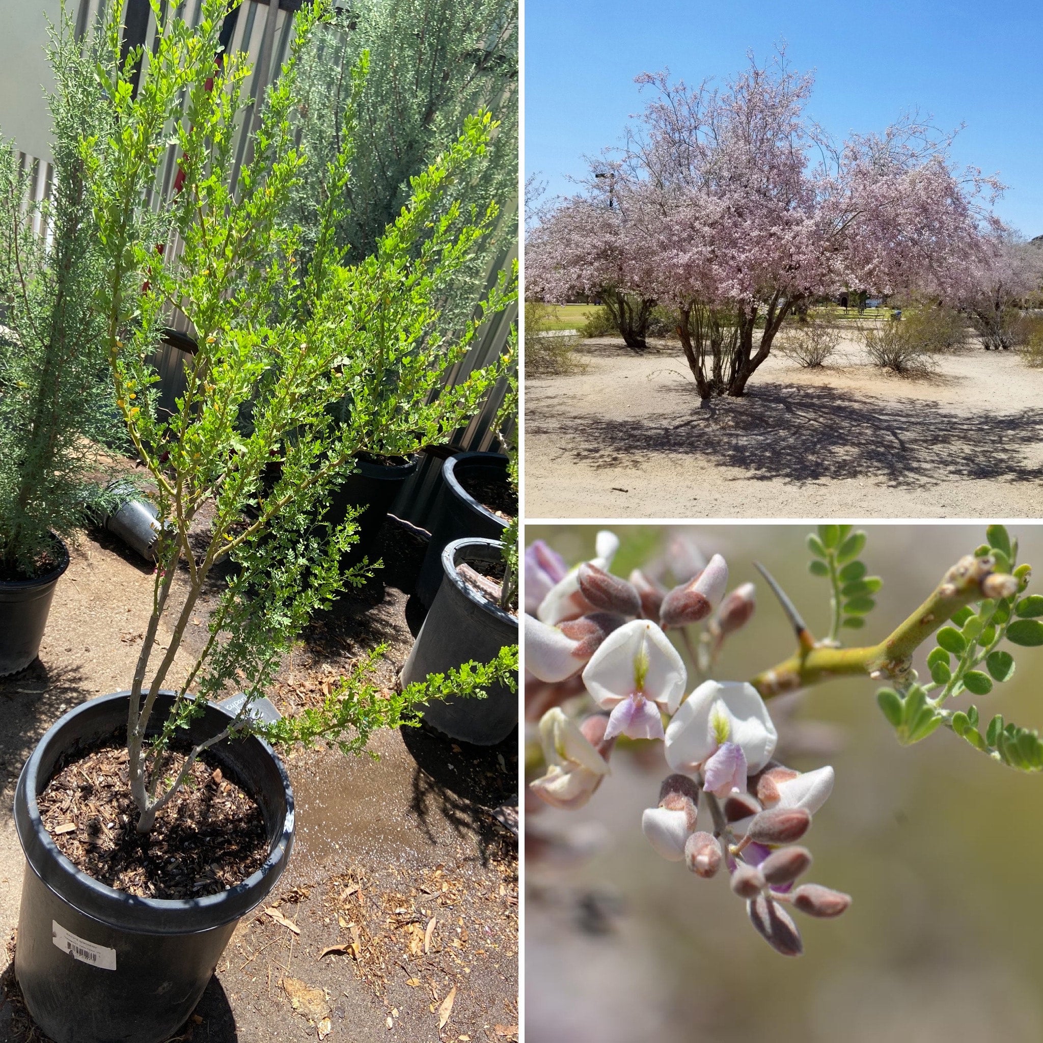 Olneya tesota (Ironwood) - 15 gallon | Spadefoot Nursery