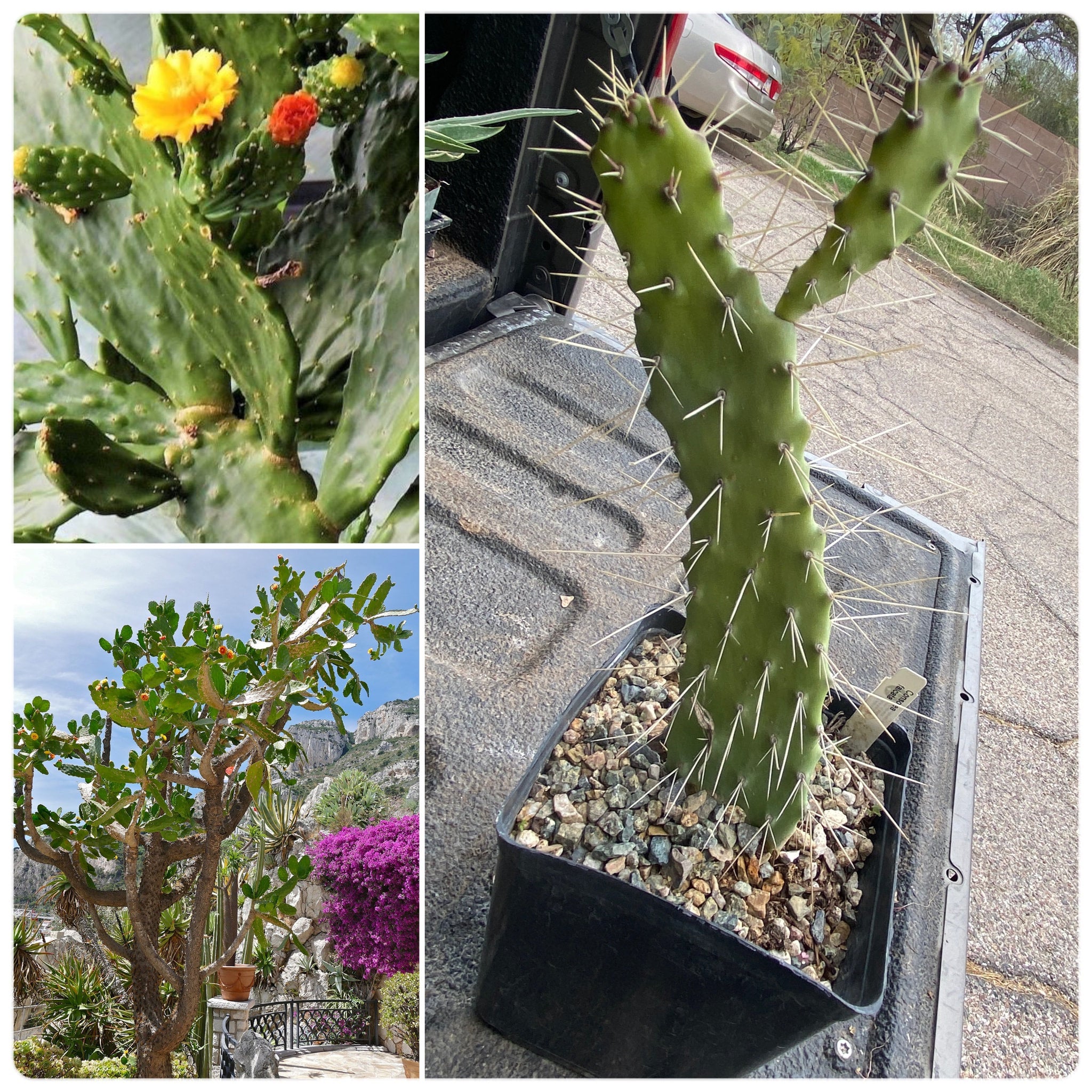 Consolea falcata - 1 gallon | Spadefoot Nursery