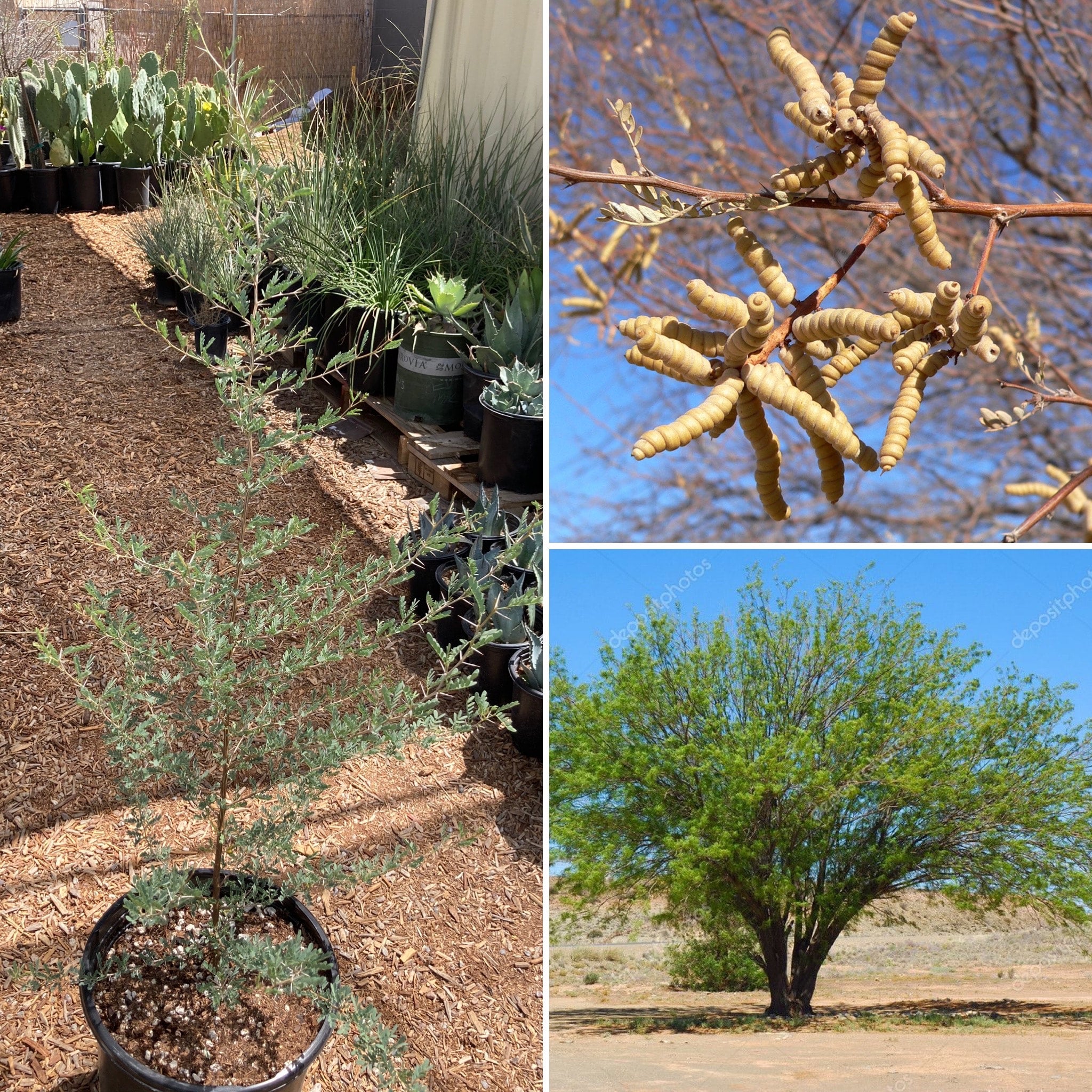 Prosopis pubescens (Screwbean Mesquite) - 5 gallon | Spadefoot Nursery