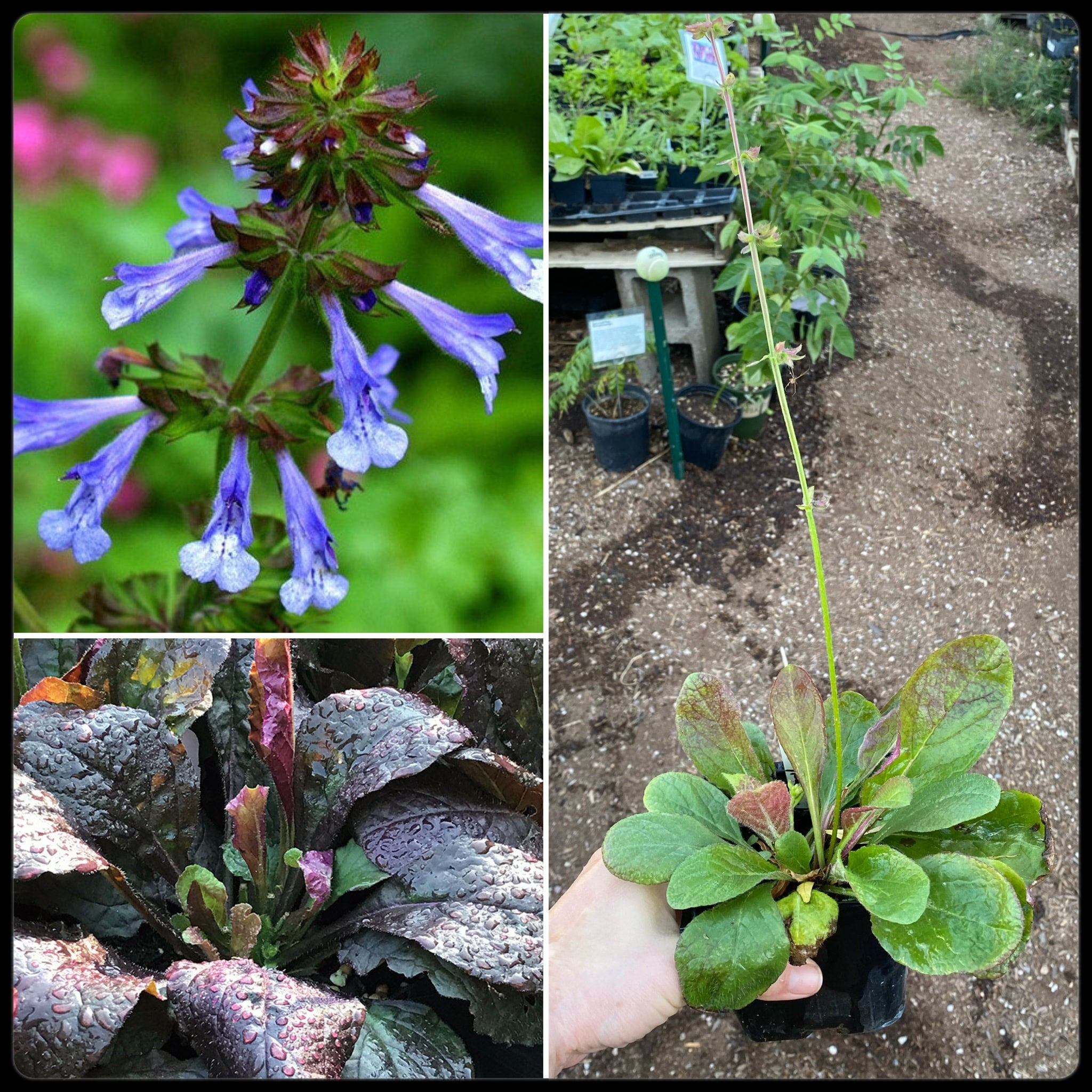 Salvia Lyrata Lyreleaf Sage 4 Spadefoot Nursery salvia-lyrata-lyreleaf-sage-4-spadefoot-nursery