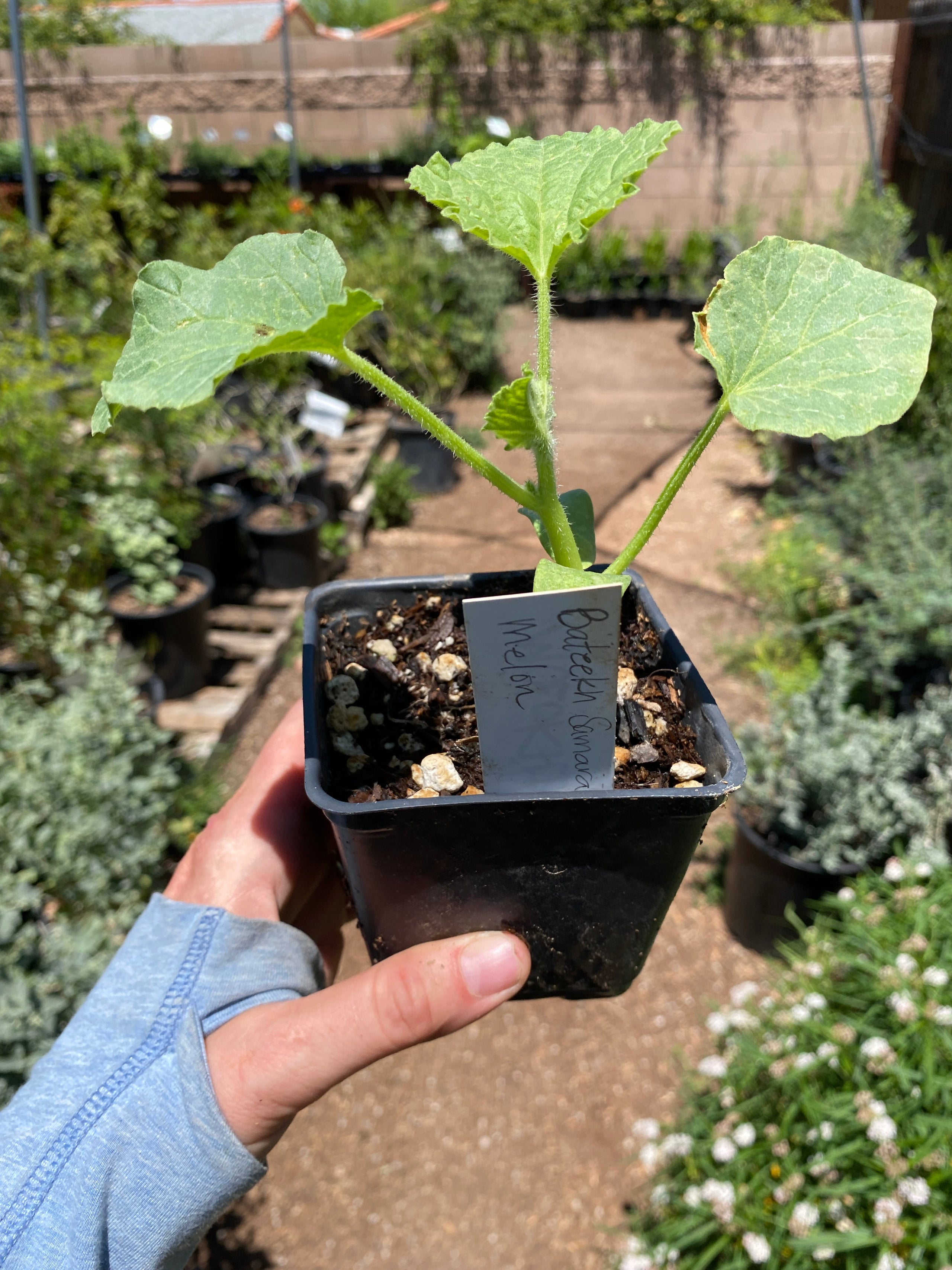 Bateekh Melon | Spadefoot Nursery