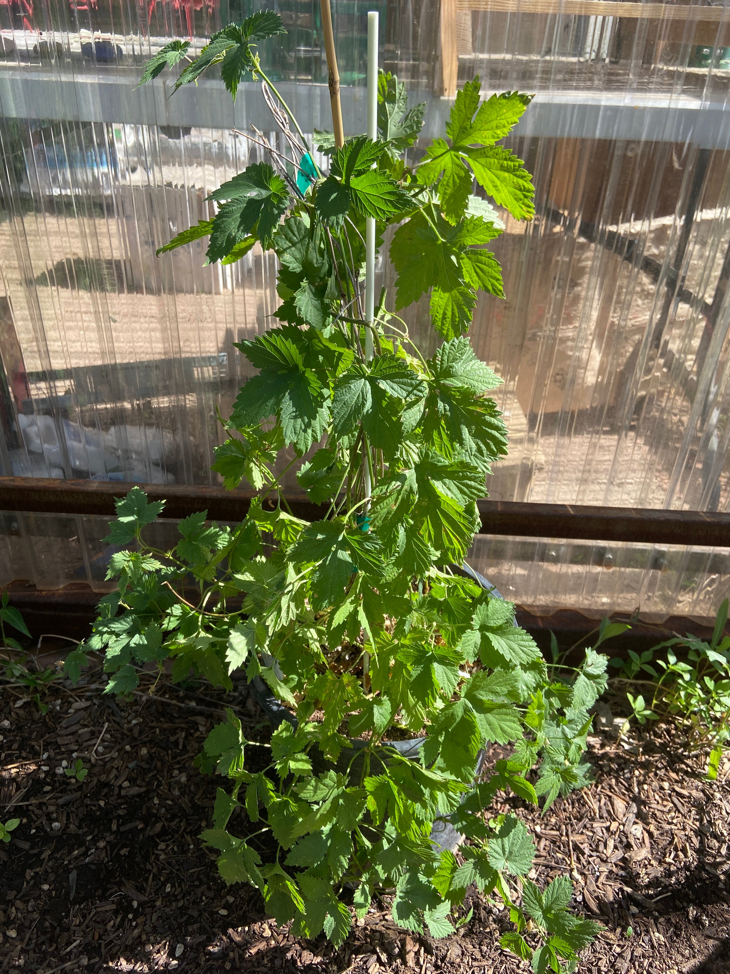 Humulus lupulus 'Centennial' (Centennial Hops) - 5 gallon | Spadefoot ...