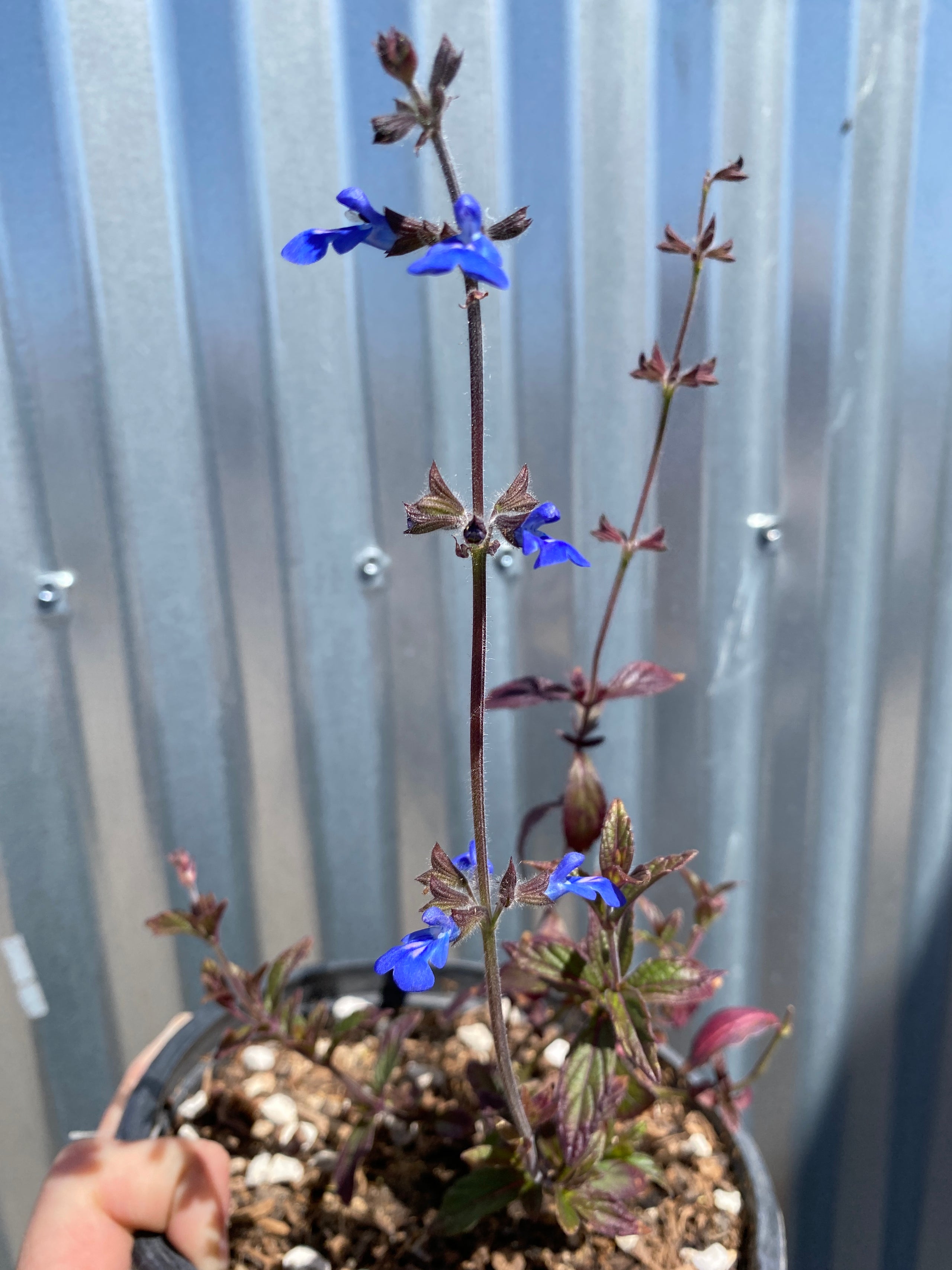 Salvia sinaloensis (Sinaloan Blue Sage) - 1 gallon | Spadefoot Nursery