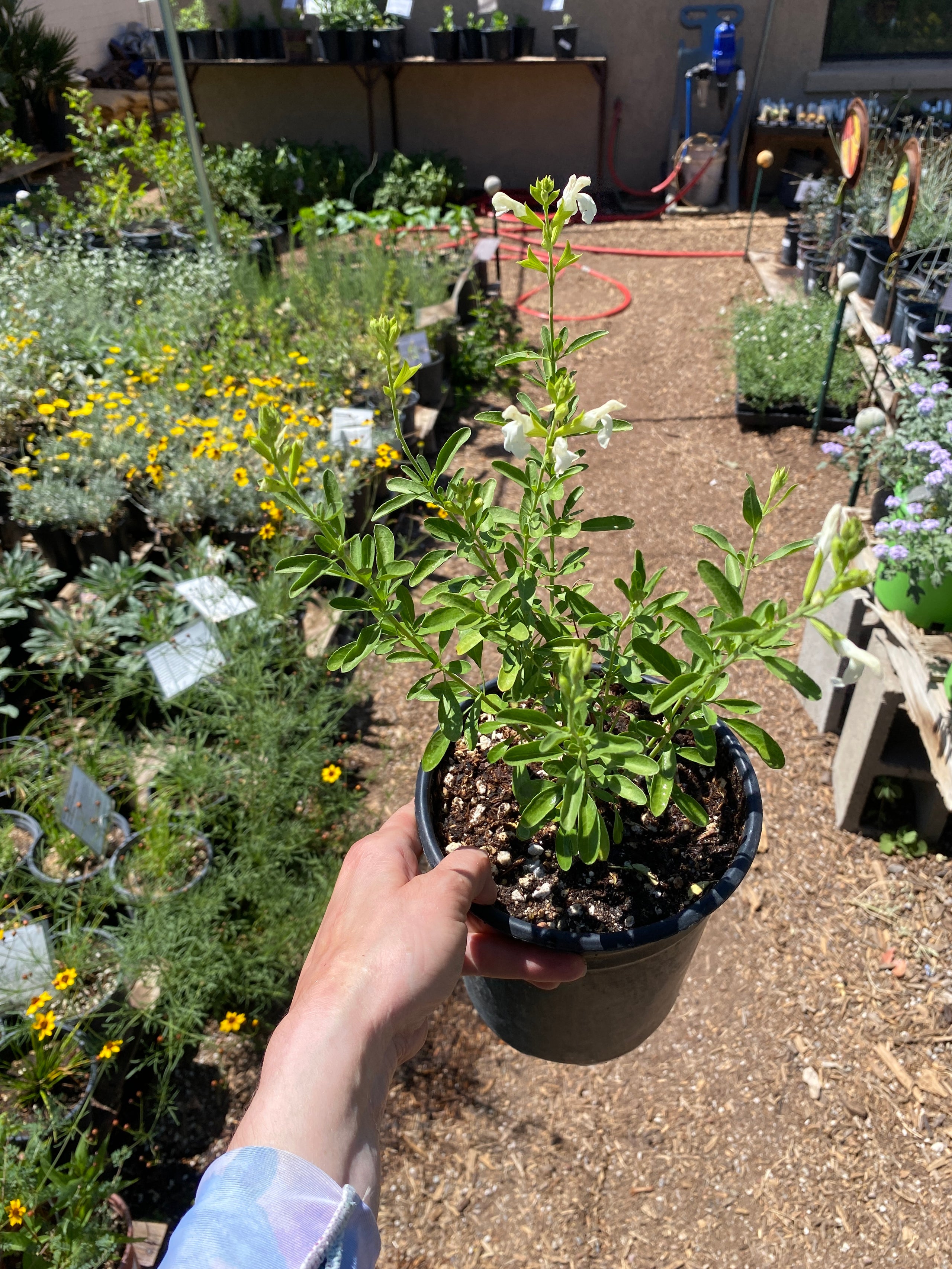 Salvia greggii 'White' (White Autumn Sage) - 1 gallon | Spadefoot Nursery