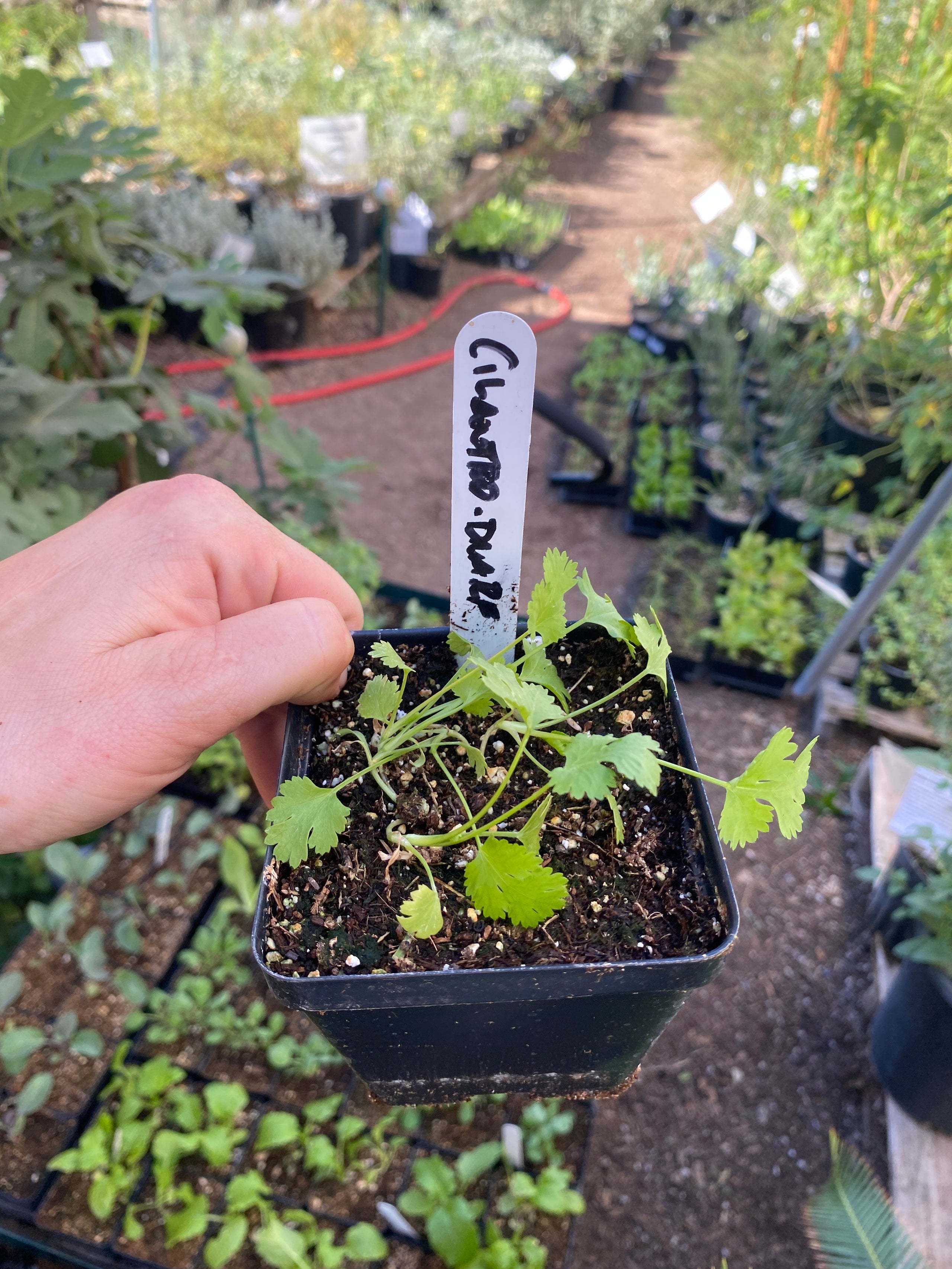 Dwarf Cilantro | Spadefoot Nursery
