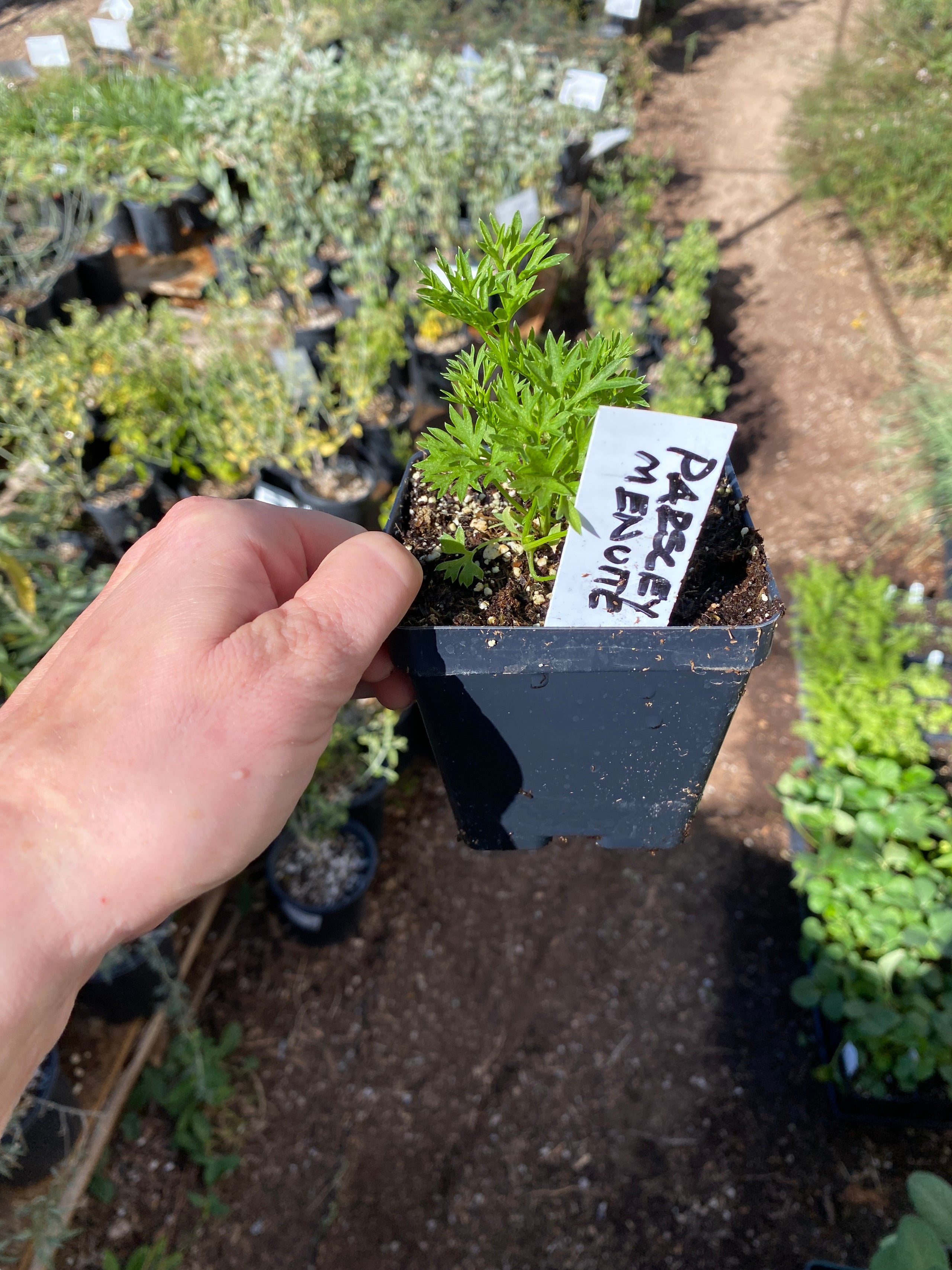 Menuette Parsley | Spadefoot Nursery