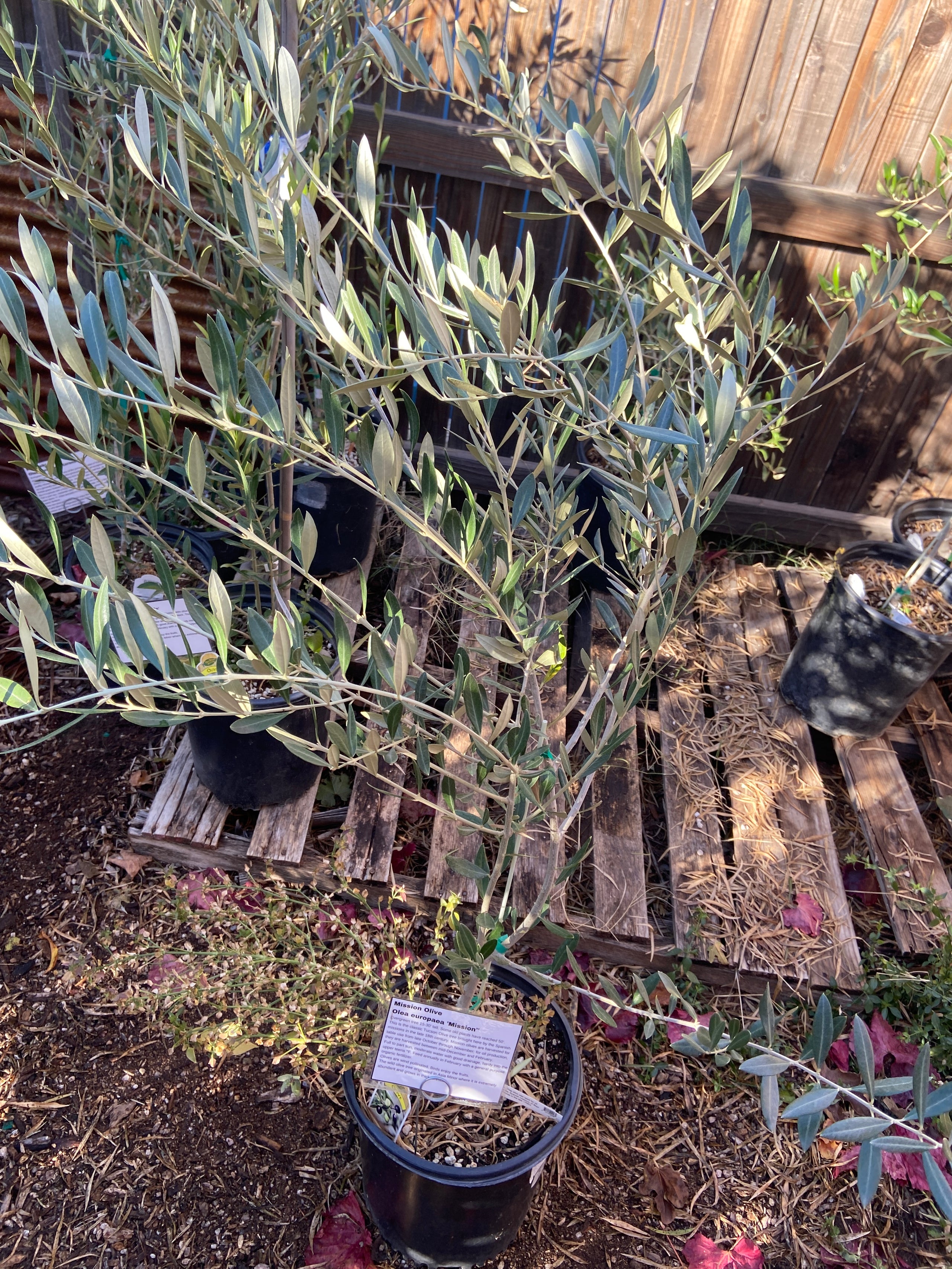 Olea europaea ‘Mission’ (Mission Olive) - 5 gallon | Spadefoot Nursery