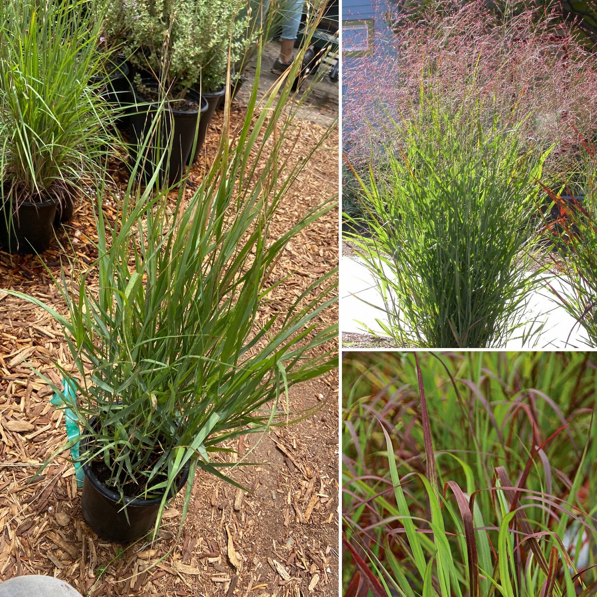 Panicum virgatum (Red Switchgrass) - 1 gallon | Spadefoot Nursery