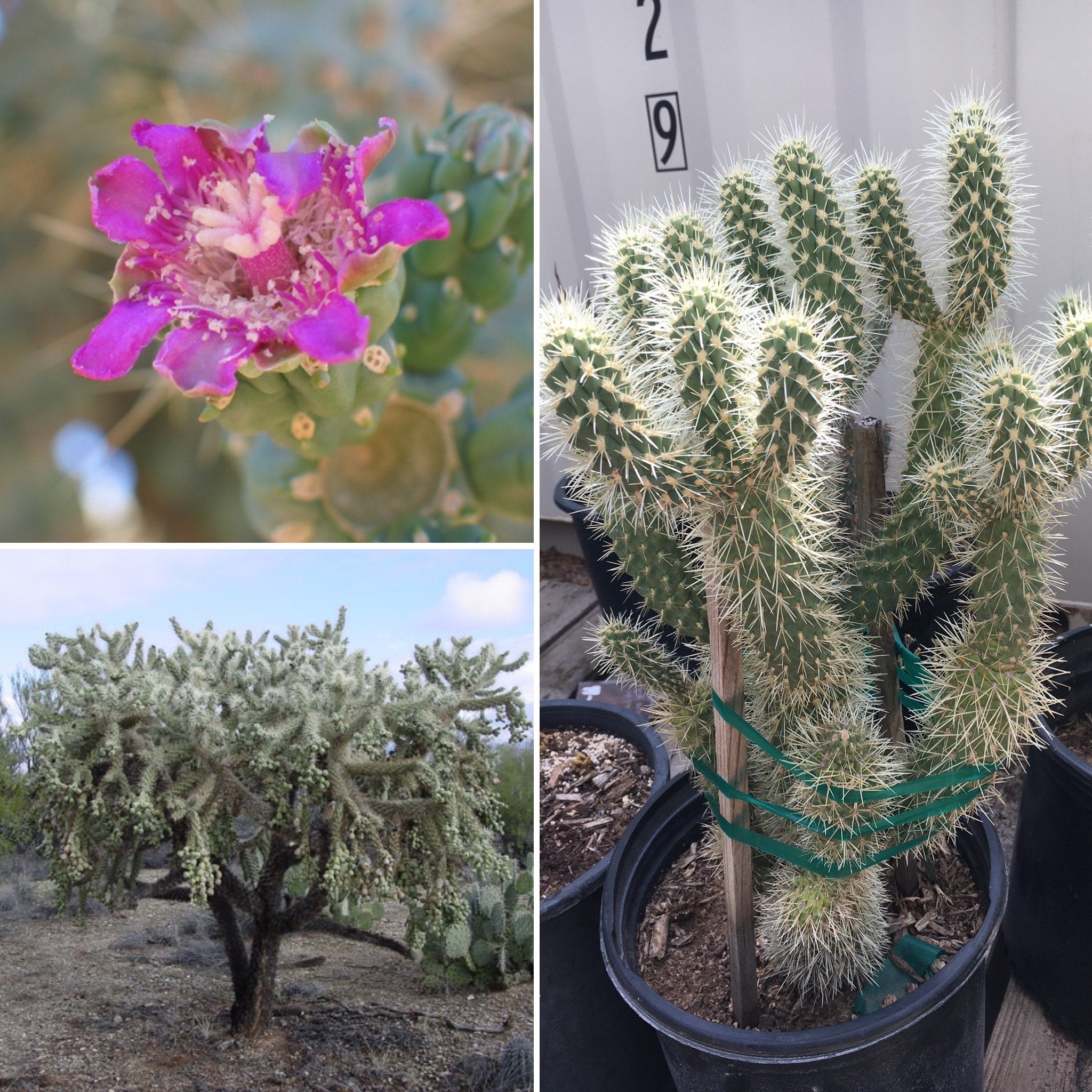Cylindropuntia fulgida (Chain-Fruit Cholla) - 5 gallon | Spadefoot Nursery